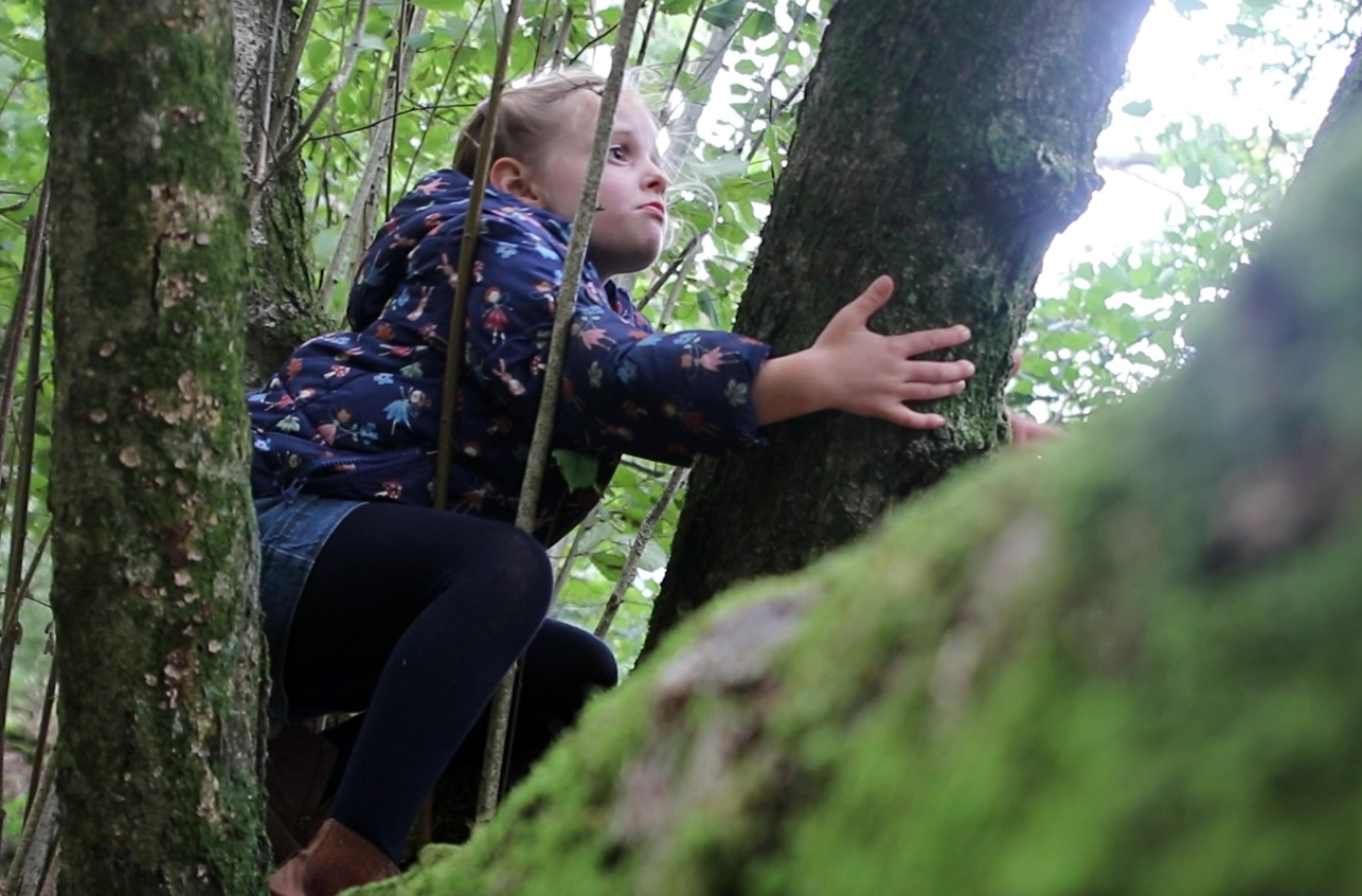 £40,000 appeal launched to rescue Dorset woodlands | The New Blackmore ...
