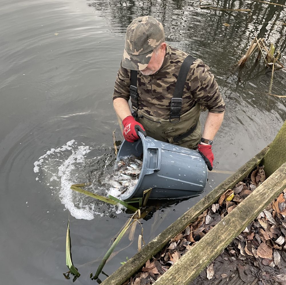 Thousands of carp, roach and bream released into waters | The New ...