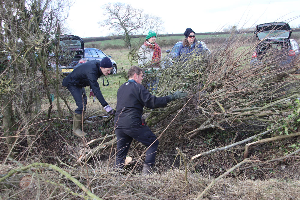 Bullock-proof hedge | The New Blackmore Vale Magazine | In Print & Online