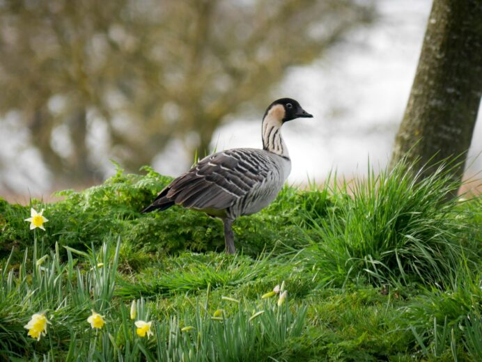 Shaftesbury couple shocked as world’s rarest goose appears in their ...