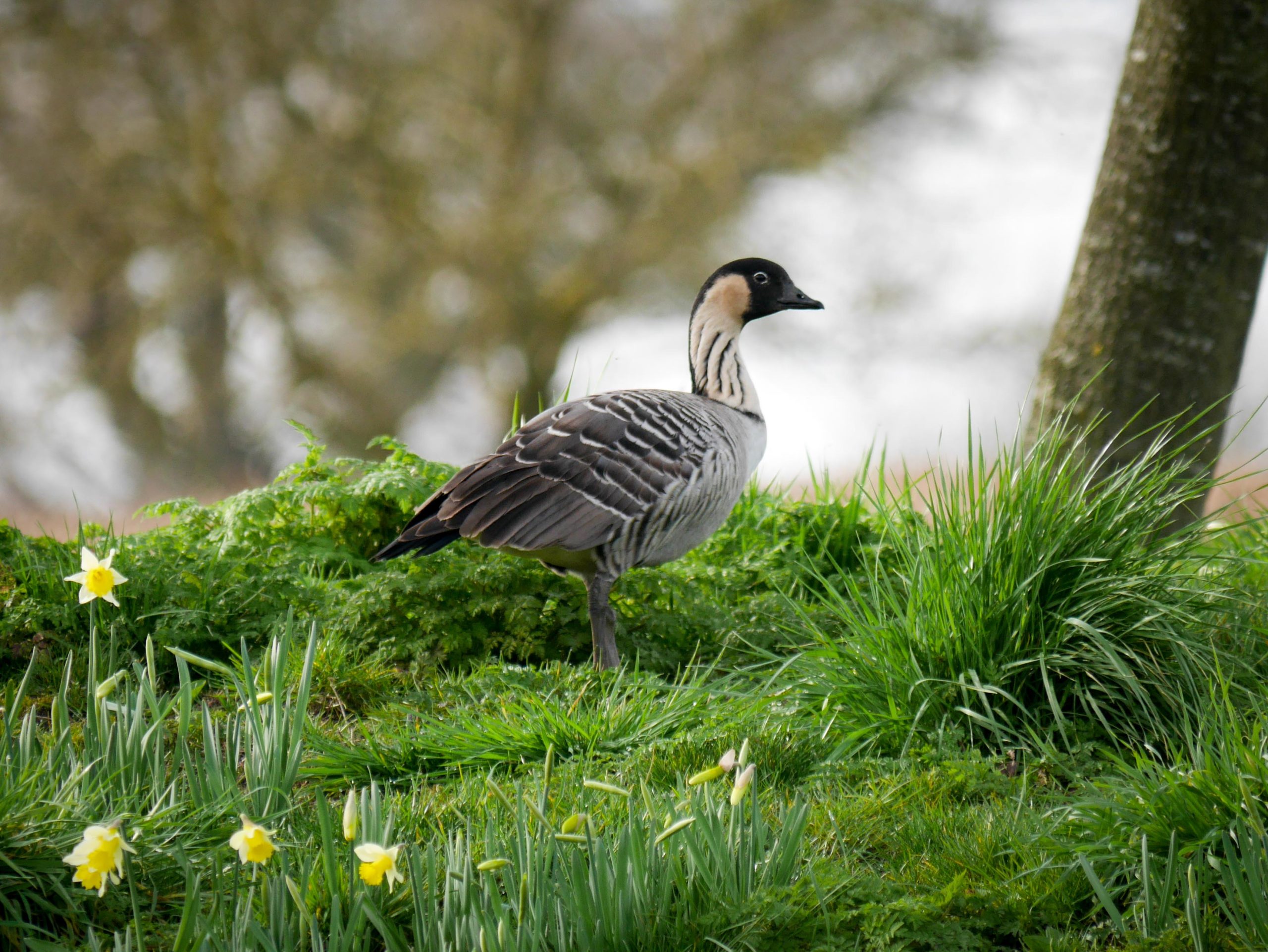 Shaftesbury couple shocked as world’s rarest goose appears in their ...