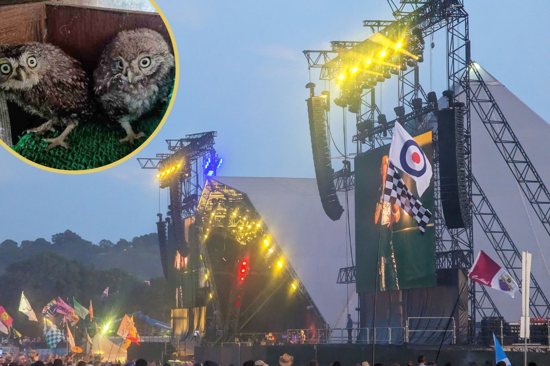 Owlets Axl and Slash rescued from Glastonbury Festival Pyramid Stage | The New Blackmore Vale ...