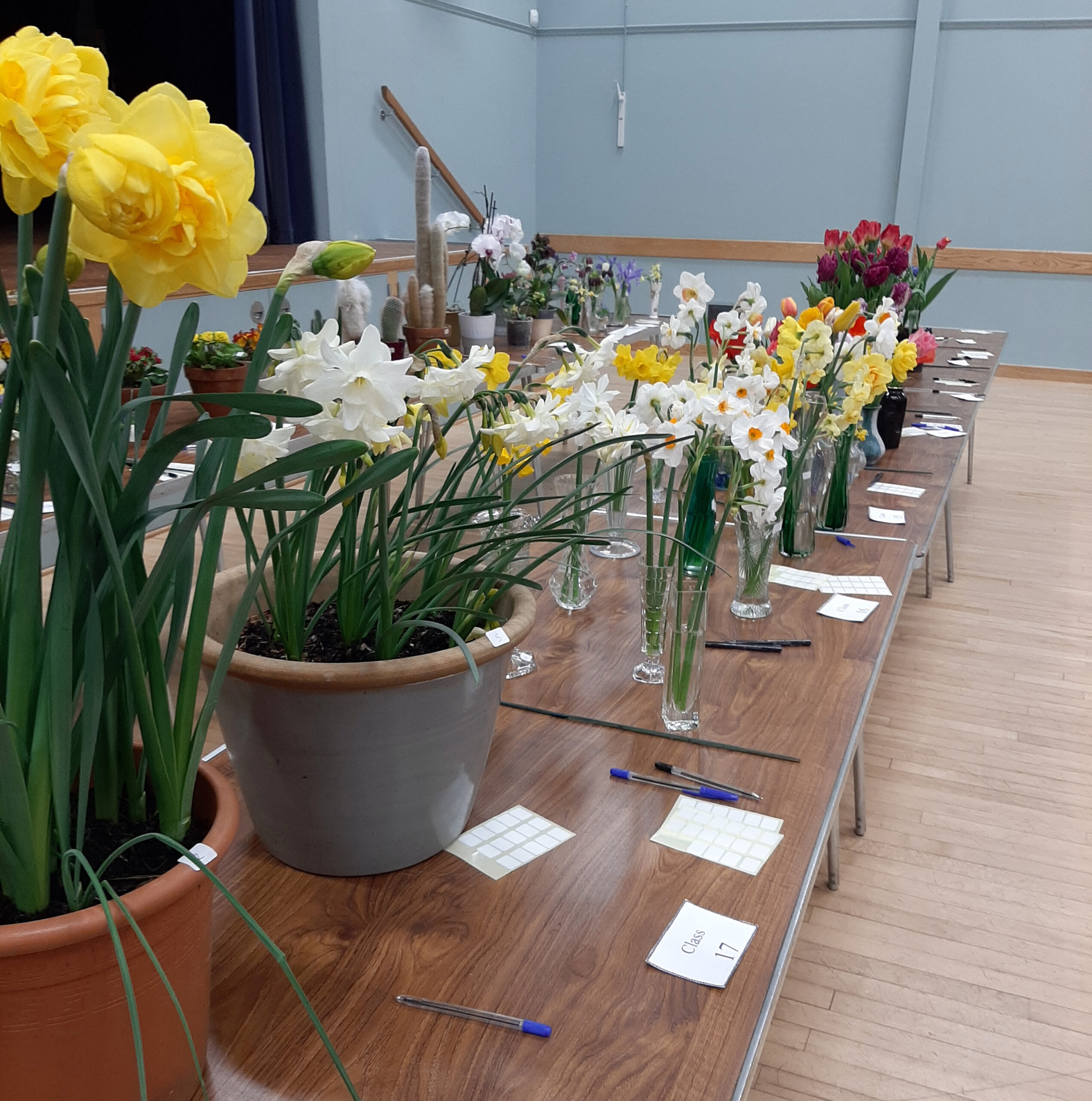 Blooming marvellous Spring Flower Show for Sherborne gardening group ...